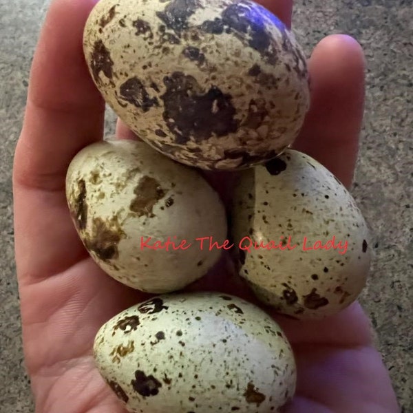 Quail - Etsy