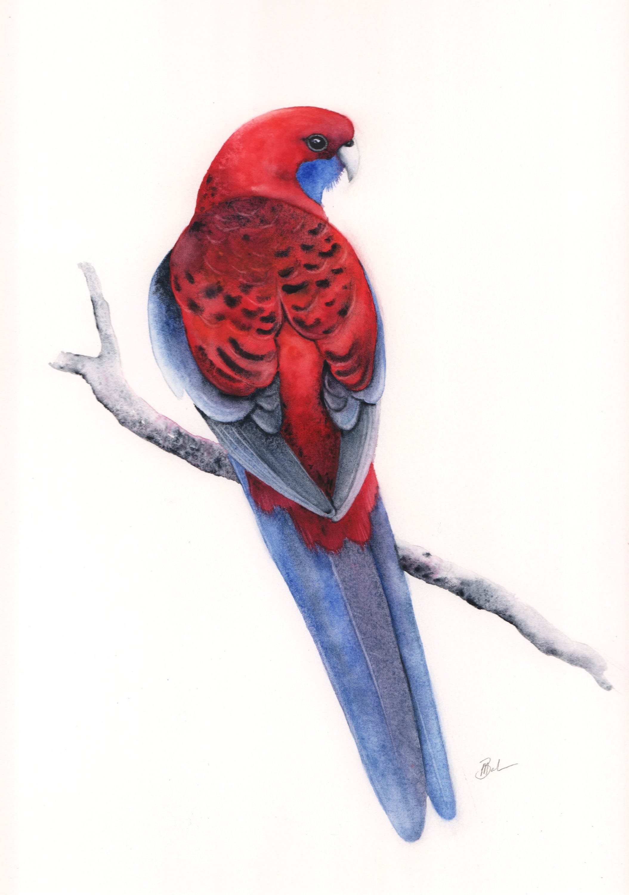 Crimson Rosella Drawing