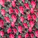 Black Pink Rose Pattern Linen Fabric-highquality Fabricprint - Etsy