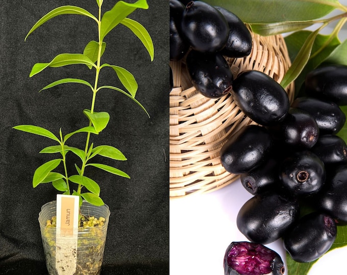 Jamun / Java Plum Seedling syzygium Cumini - Etsy