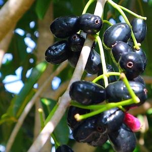 Jamun / Java Plum Seedling (syzygium Cumini) - Etsy