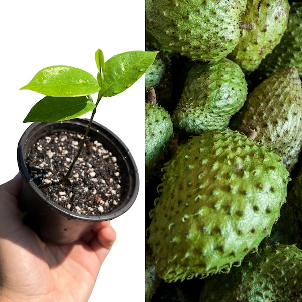 Soursop Fruit - Etsy