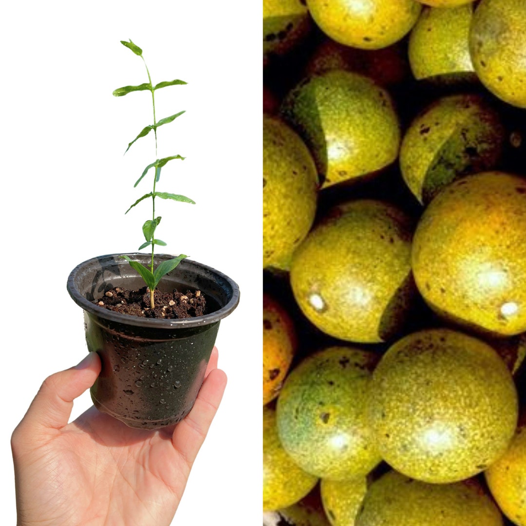 Monkey Orange Plant strychnos Spinosa - Etsy