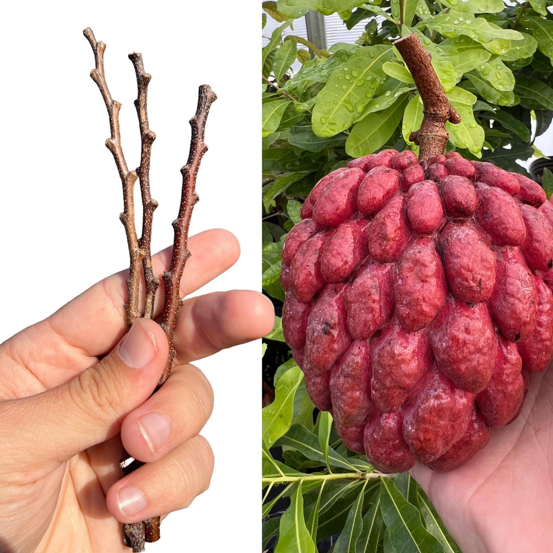 Red Sugar Apple (3 Scions) - Kampong Mauve - Etsy