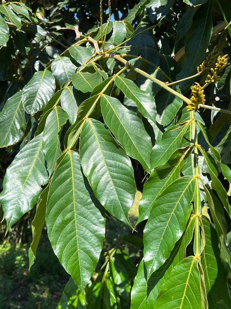 Ice Cream Bean Plant, "inga Edulis" Variety (large Fruits) - Etsy