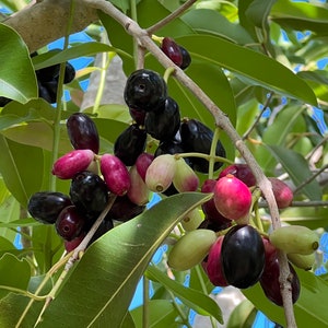 Jamun / Java Plum Cuttings (3 Cuttings) - Etsy
