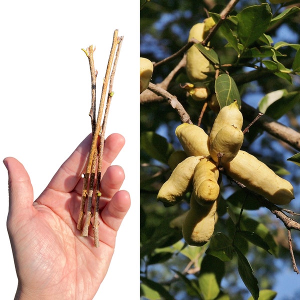 Ice Cream Bean Seed - Etsy