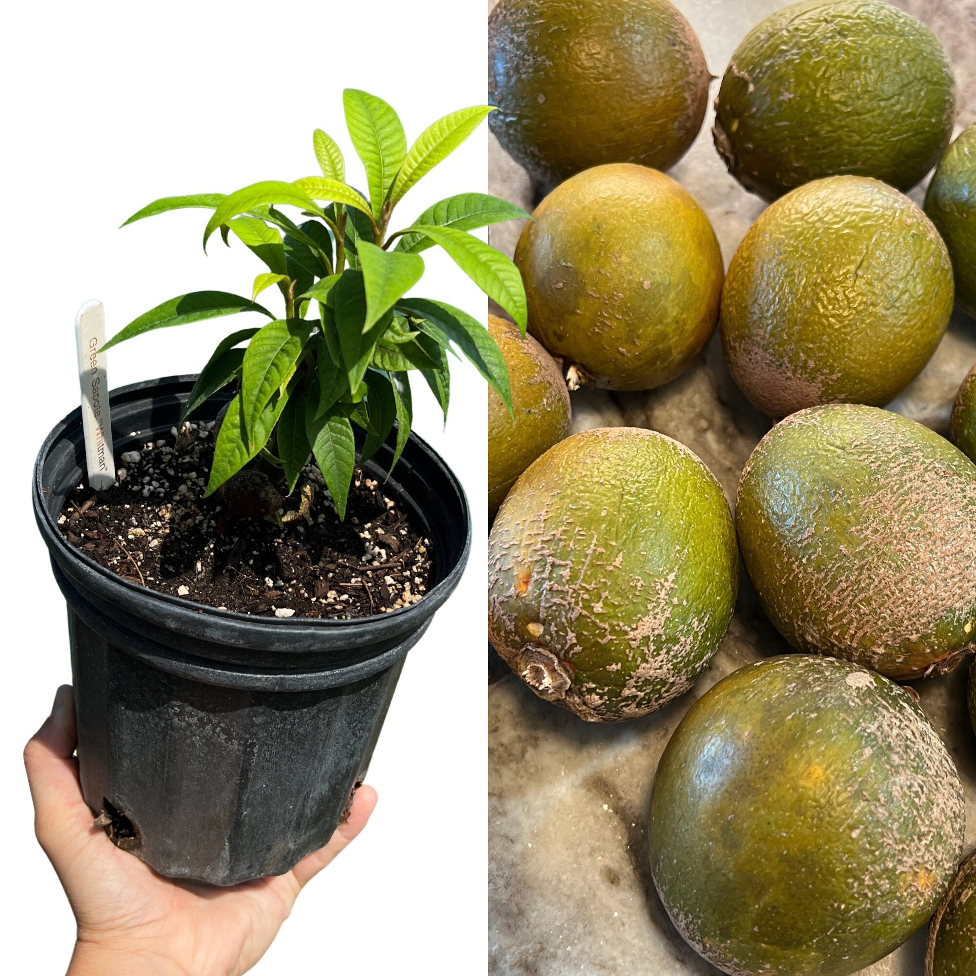 Green Sapote Tree