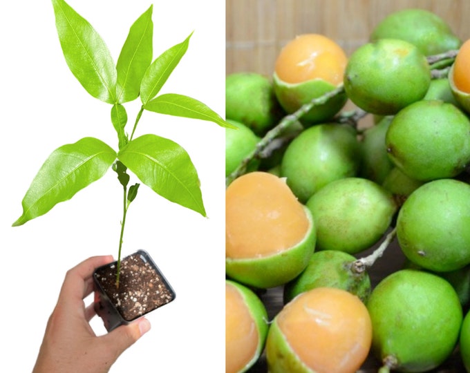 Genip, Mamancillo, Spanish Lime Plant (melicoccus Bijugatus) - Etsy