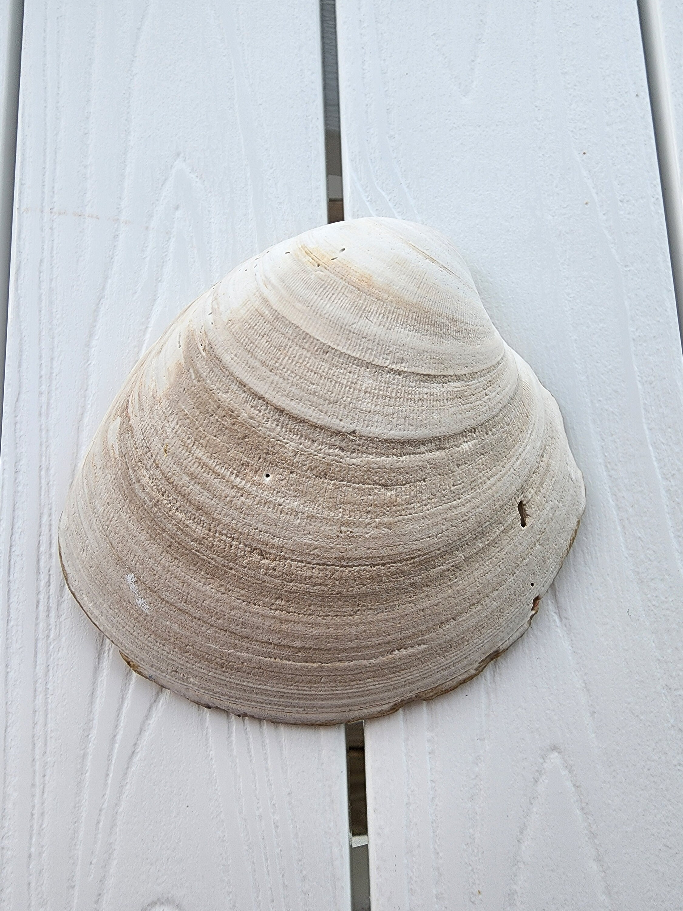 Heart Decoupage Clam Shell, Clam Shell Ring Dish, Seashell Jewelry ...