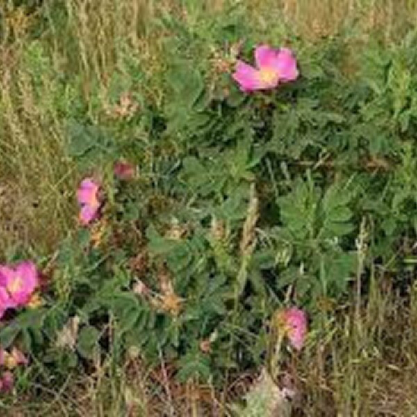 Wild Prairie Rose - Etsy