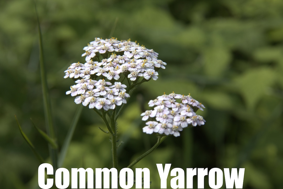 Common Yarrow CLEARANCE North America Achillea Millefolium 1000 Seeds ...
