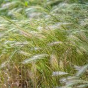 Canada Wild Rye Grasses Elymus Canadensis 50 Seeds Native Michigan ...