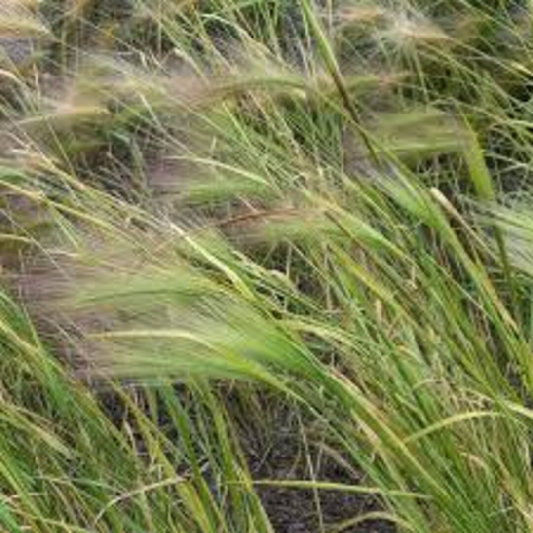 Squirrel Tail Grass Grasses Hordeum Jubatum 25 Seeds Native Michigan ...