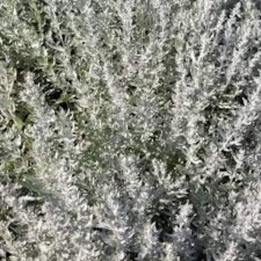 Prairie Sage North America Artemisia Ludoviciana 200 Seeds Michigan ...