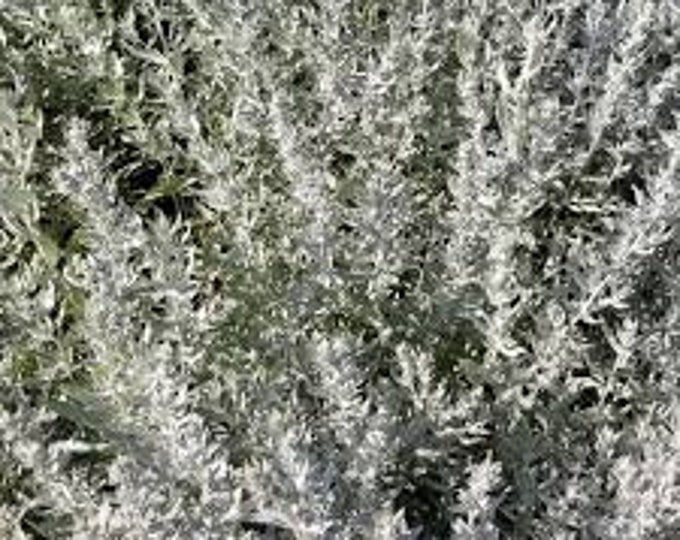 Artemisia Ludoviciana White Sagebrush Plant in 2.5 Inch Pot - Etsy