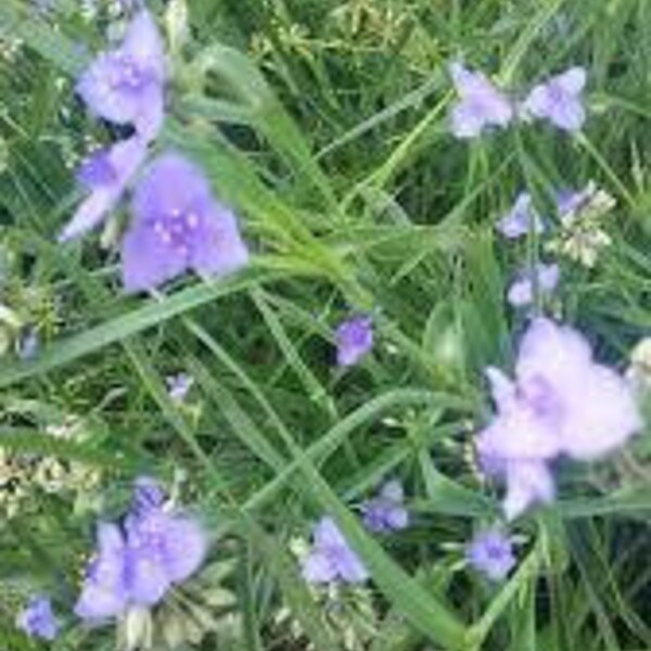 Spiderwort - Etsy