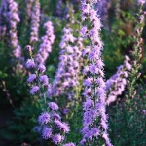 Button Blazing Star East Liatris Aspera 35 Seeds Prairie Restoration ...