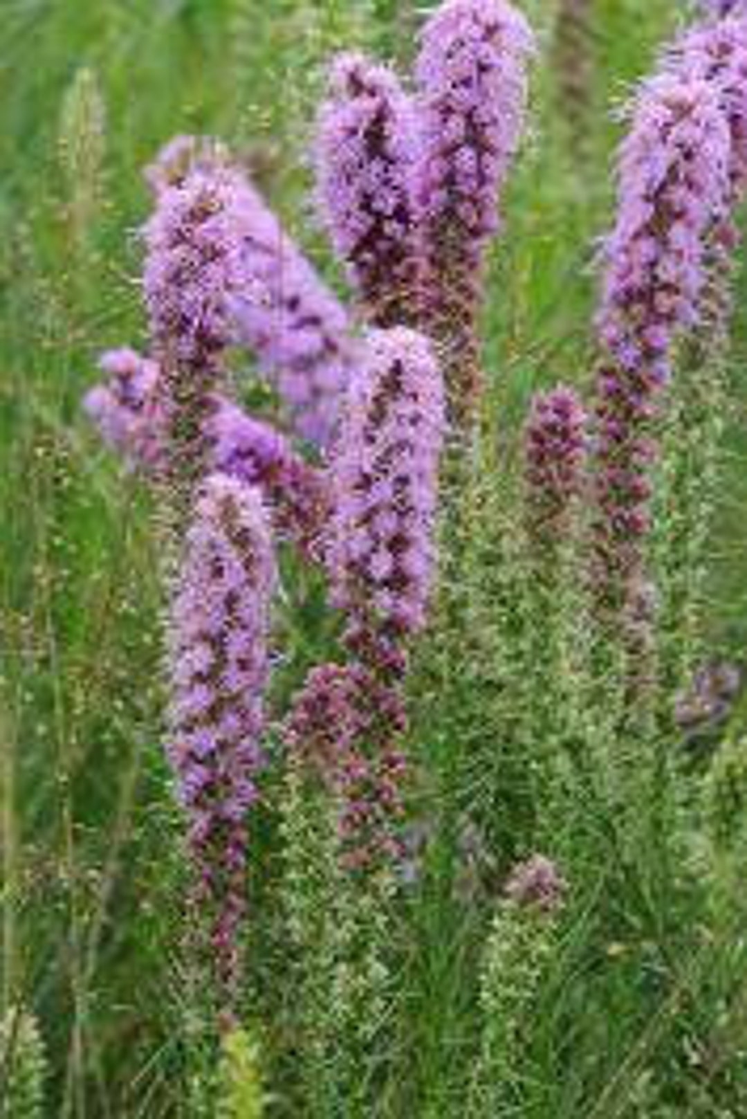 Button Blazing Star East Liatris Aspera 35 Seeds Prairie Restoration ...