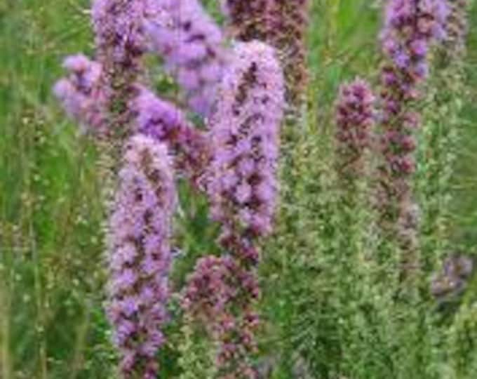 Button Blazing Star East Liatris Aspera 25 Seeds Prairie Restoration ...