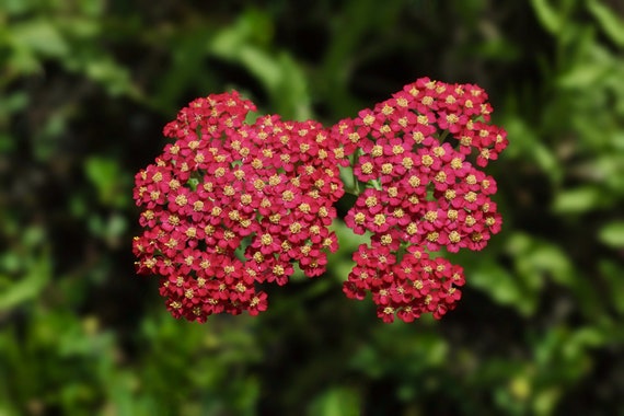 Red Yarrow Plant