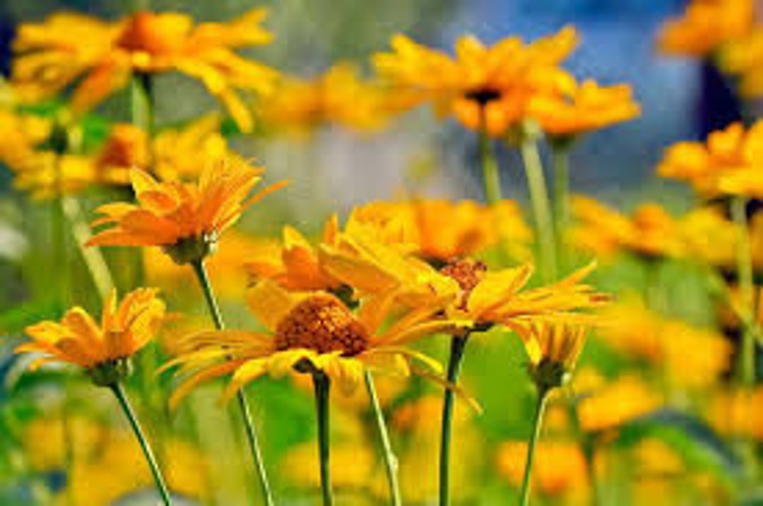 False Sunflower Early Sunflower North America Drop Down Menu Helianthus ...