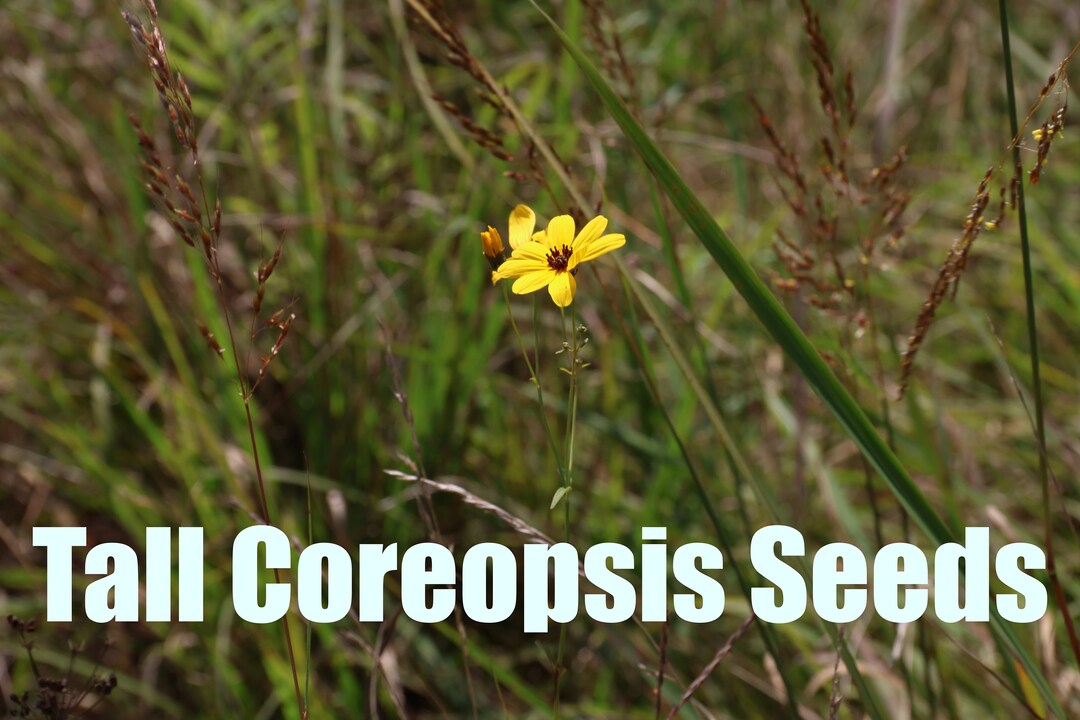 Tall Coreopsis East Coreopsis Tripteris 50 Seeds Prairie Restoration ...