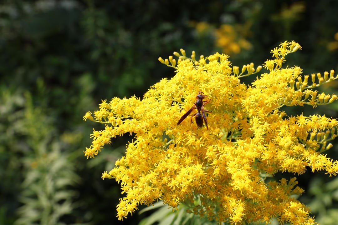 Digital Download Canada Goldenrod Images for Backgrounds Cheap Photos ...