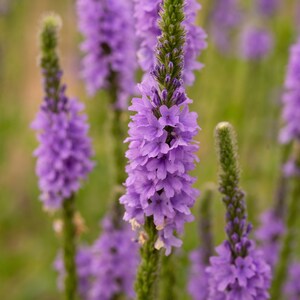Hoary Vervain North America Verbena Stricta 200 Seeds Michigan Natives ...