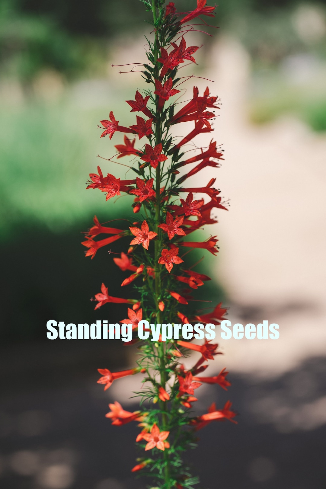Standing Cypress South Ipomopsis Rubra 100 Seeds Collected in Michigan ...