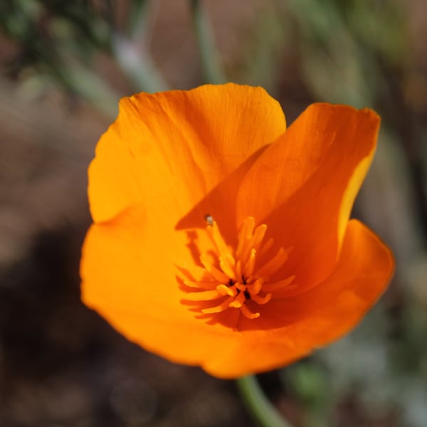 California Poppy - Etsy