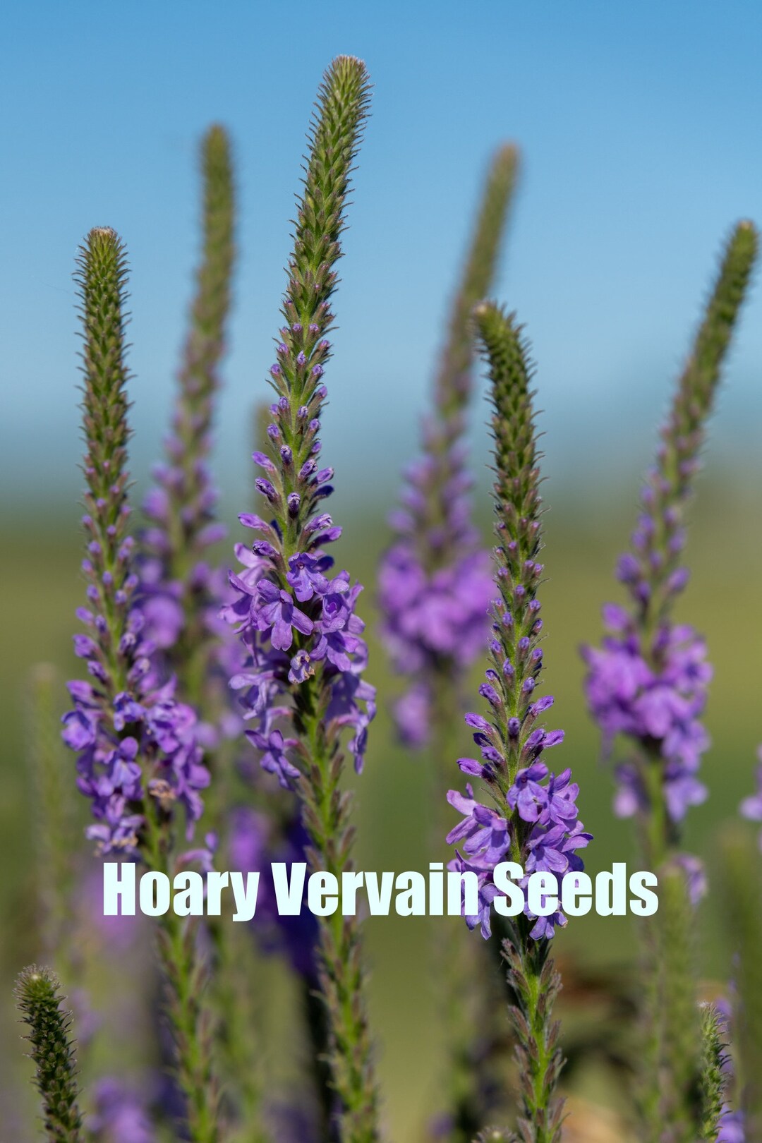Hoary Vervain North America Verbena Stricta 200 Seeds Michigan Natives ...