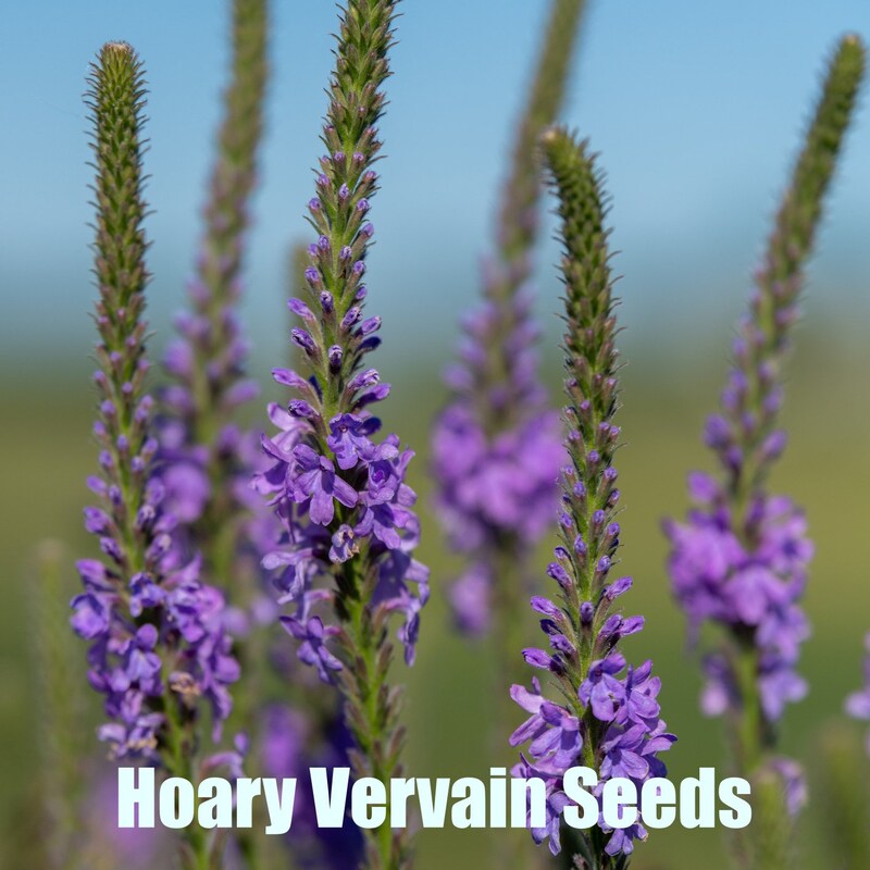 Verbena Seeds - Etsy