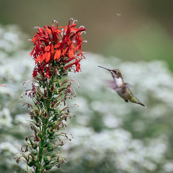Lobelia Seeds - Etsy