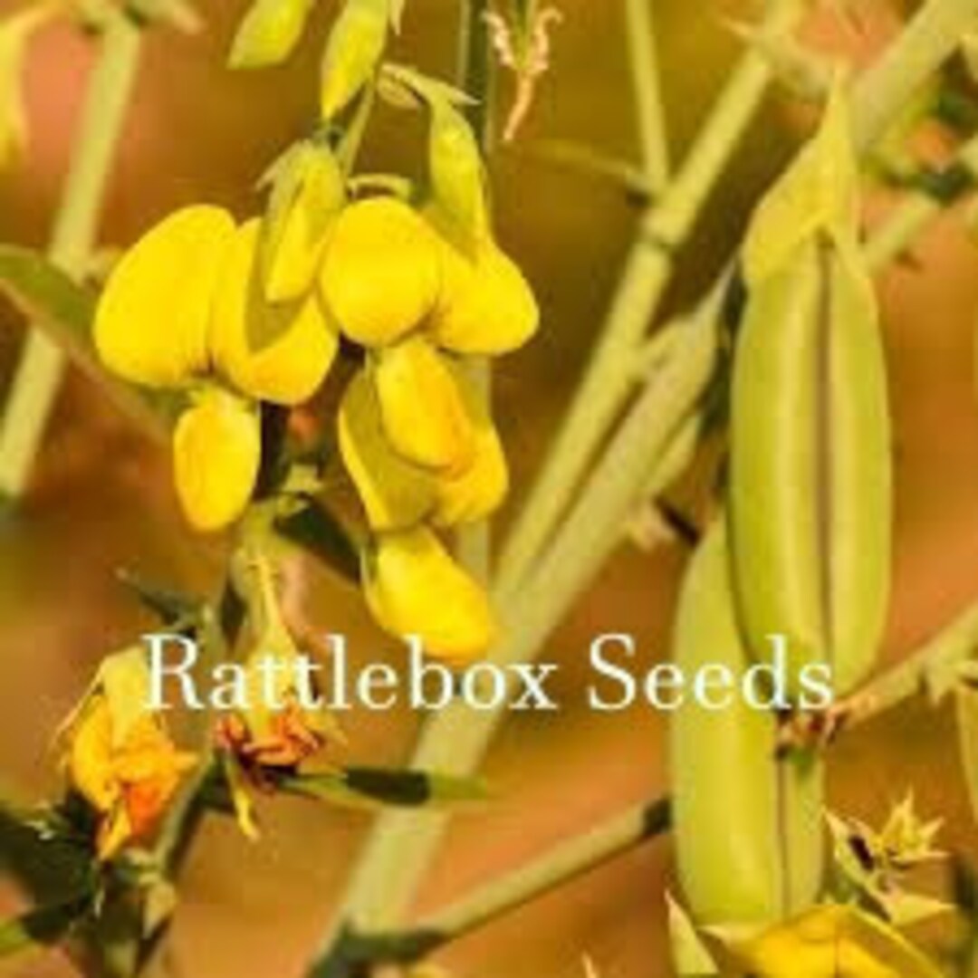 Rattlebox East Crotalaria Sagittalis 25 Seeds Self Care Gardening ...