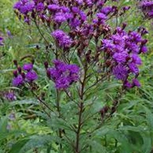 Common Ironweed Midwest Vernonia Fasciculata 50 Seeds North American ...