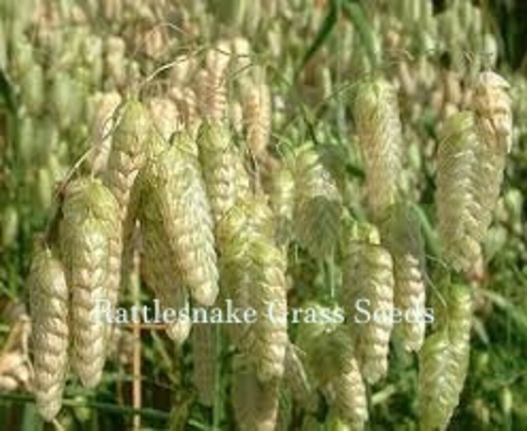 Rattlesnake Grass Grasses Glyceria Canadensis 25 Seeds Native Michigan ...