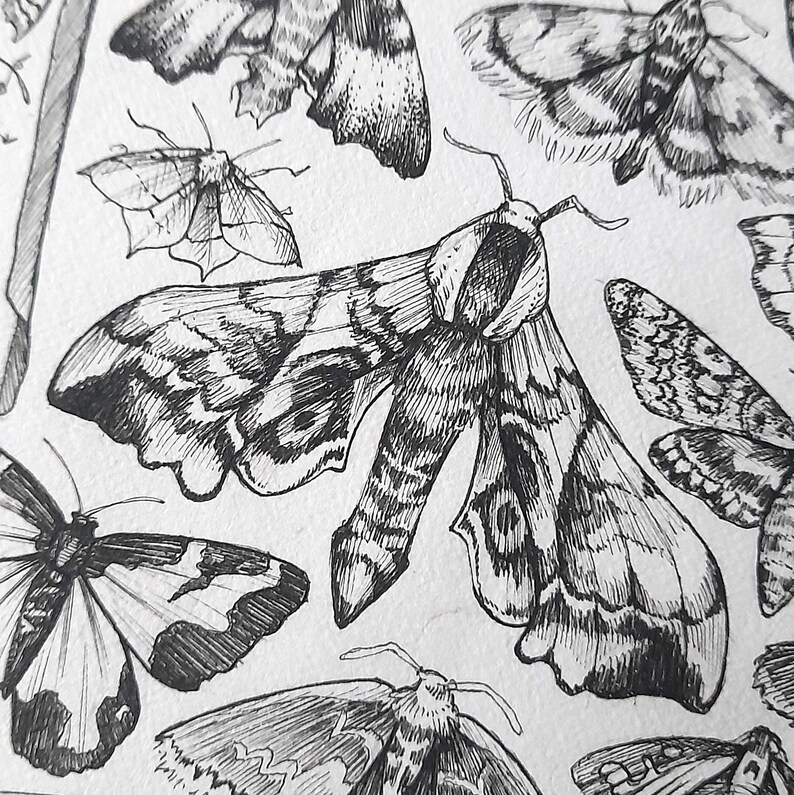 100 Moths Illustration Print, Fineliner Vintage Style Poster - Etsy