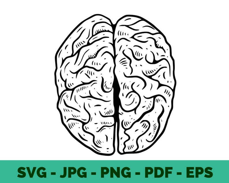 Brain SVG / Mental Health / Brain PNG / Medical SVG / Clipart / Vector ...