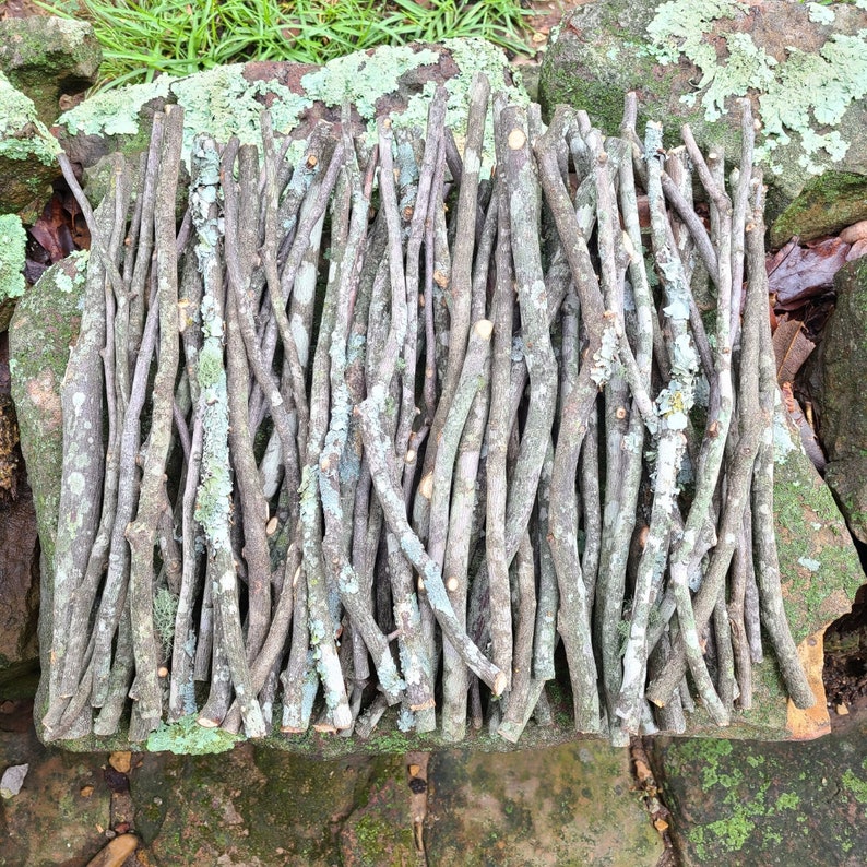 Hickory Branches for Crafting 72 Ct. 12 Length - Etsy
