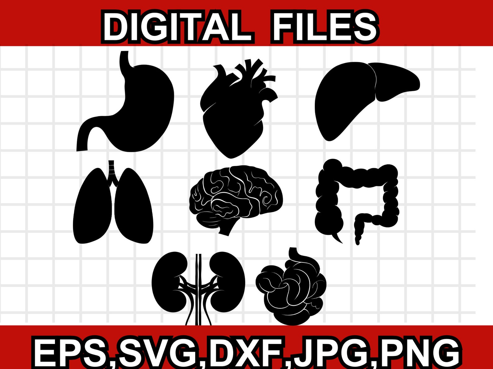 Human Ogans Svg Human Organs Svg Human Organs SVG Human - Etsy