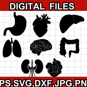 Human Ogans Svg\ Human Organs Svg\ Human Organs SVG\ Human Heart Svg ...