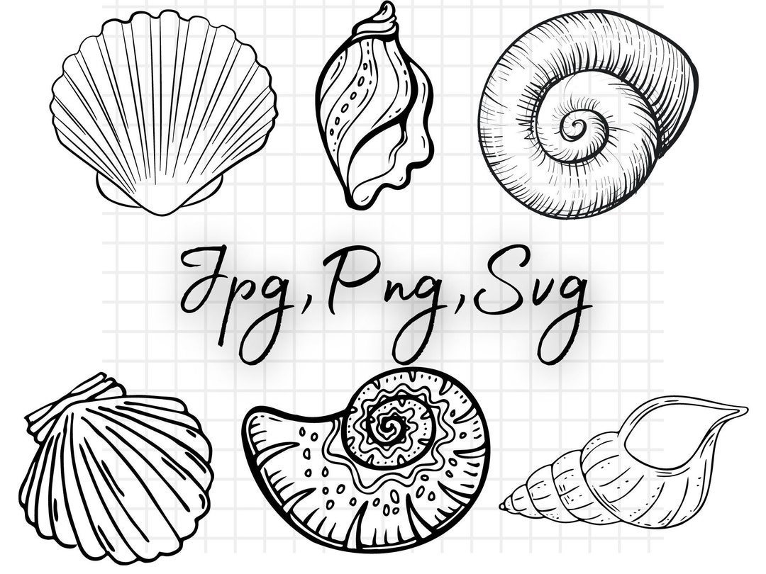 Seashell SVG Bundle\ Seashell PNG Bundle\ Seashell Clipart\ Seashell ...