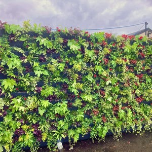 Greenwalls PLUG OPERATED Modular Living Plant Wall Kit - Suitable for ...