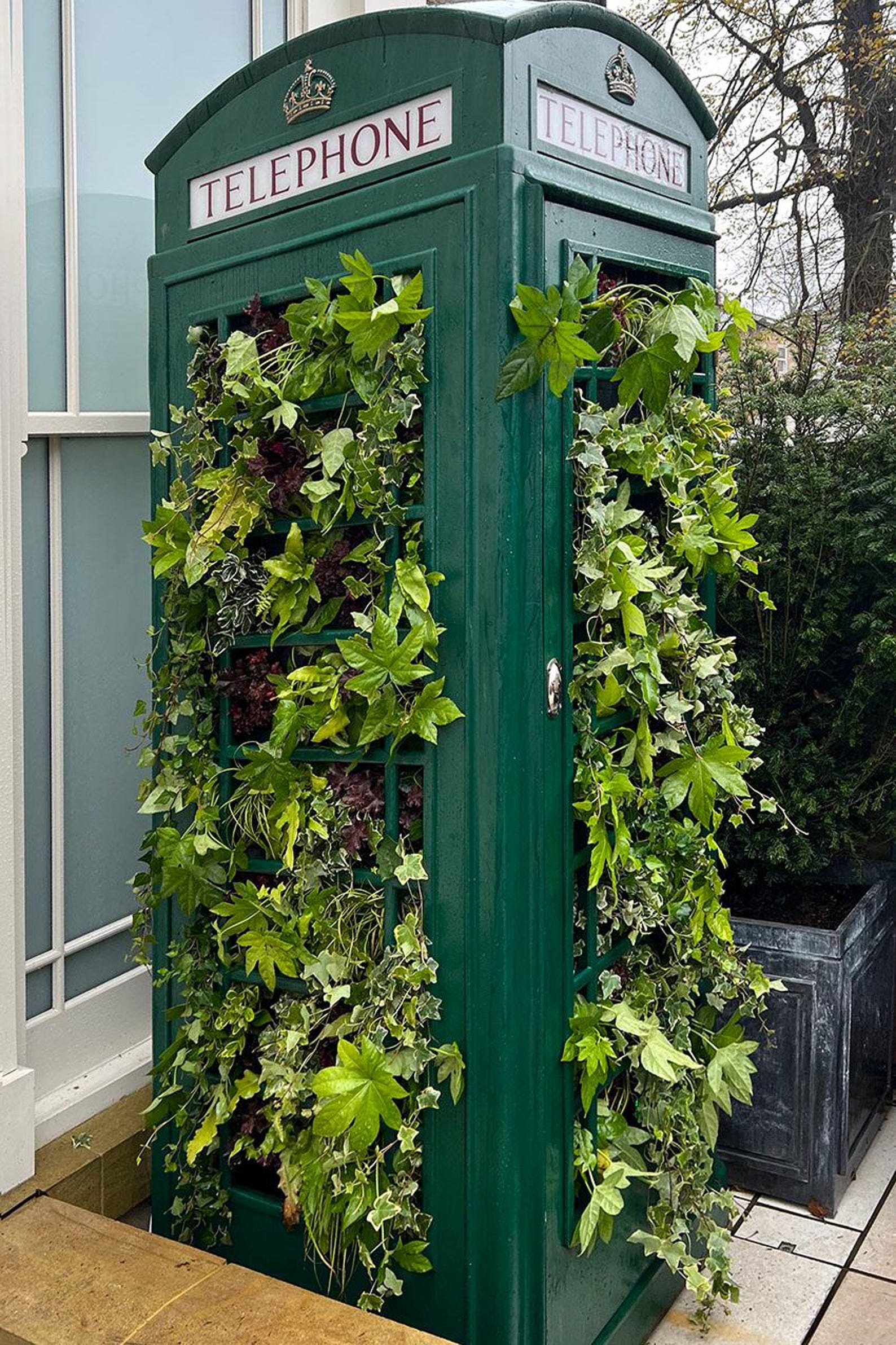 Greenwalls PLUG OPERATED Modular Living Plant Wall Kit - Suitable for ...
