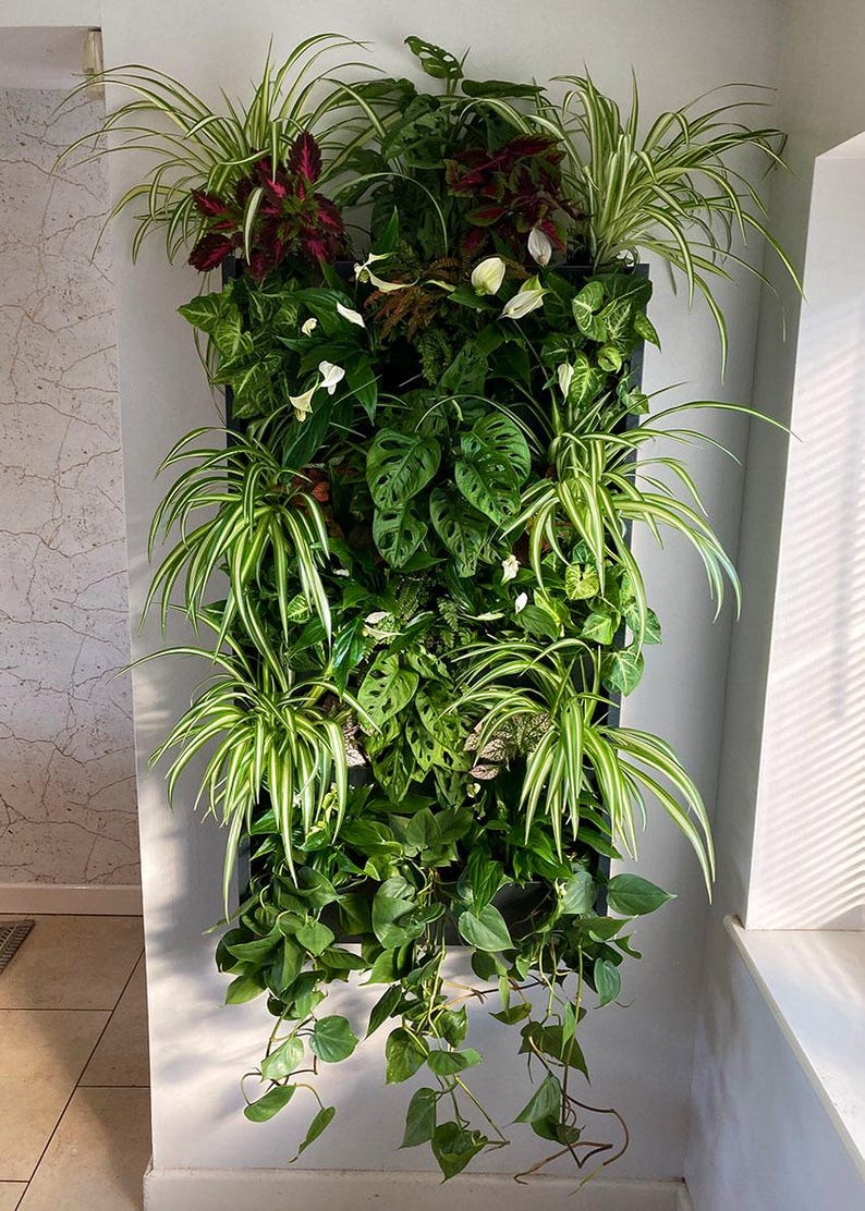 Greenwalls PLUG OPERATED Modular Living Plant Wall Kit - Suitable for ...