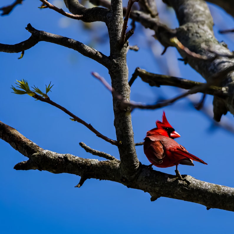 Printable Photo of a Northern Cardinal | Instant Digital Download ...