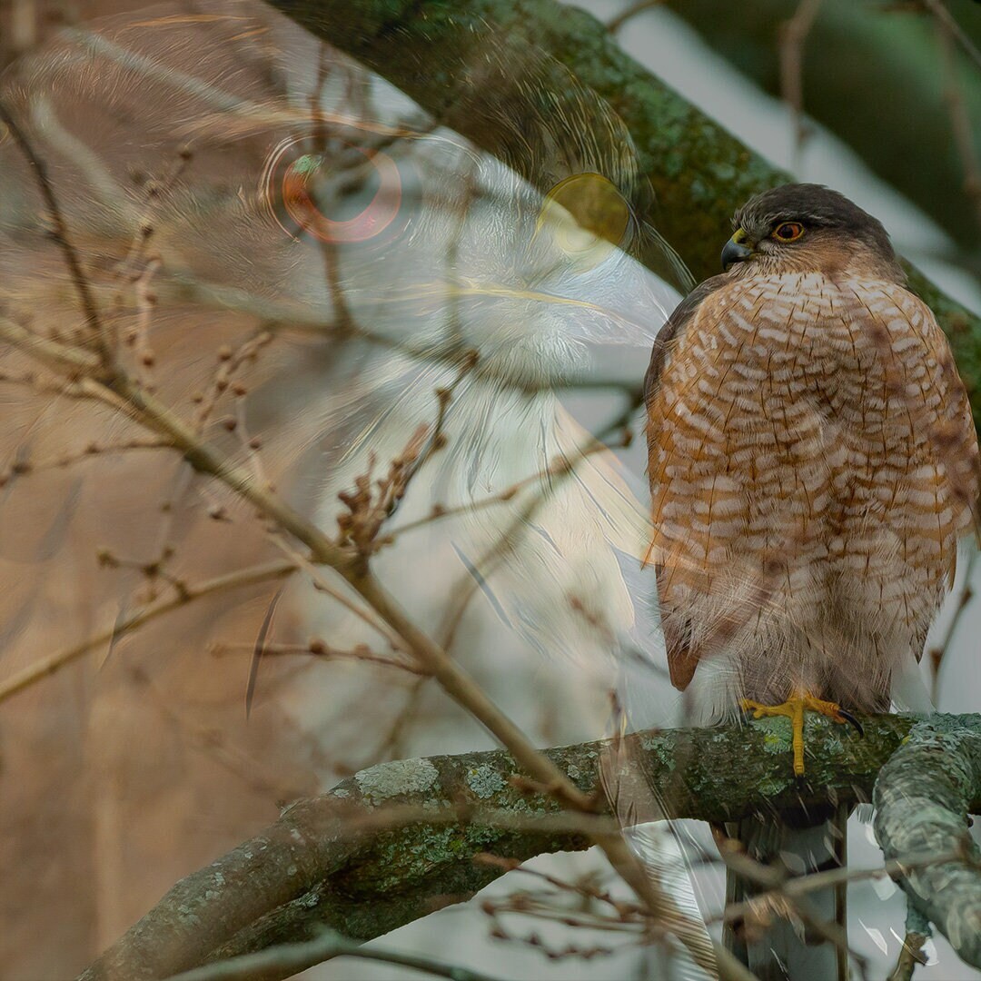 Sharp-shinned Hawk (blended Photography + Digital Art) | Printable ...