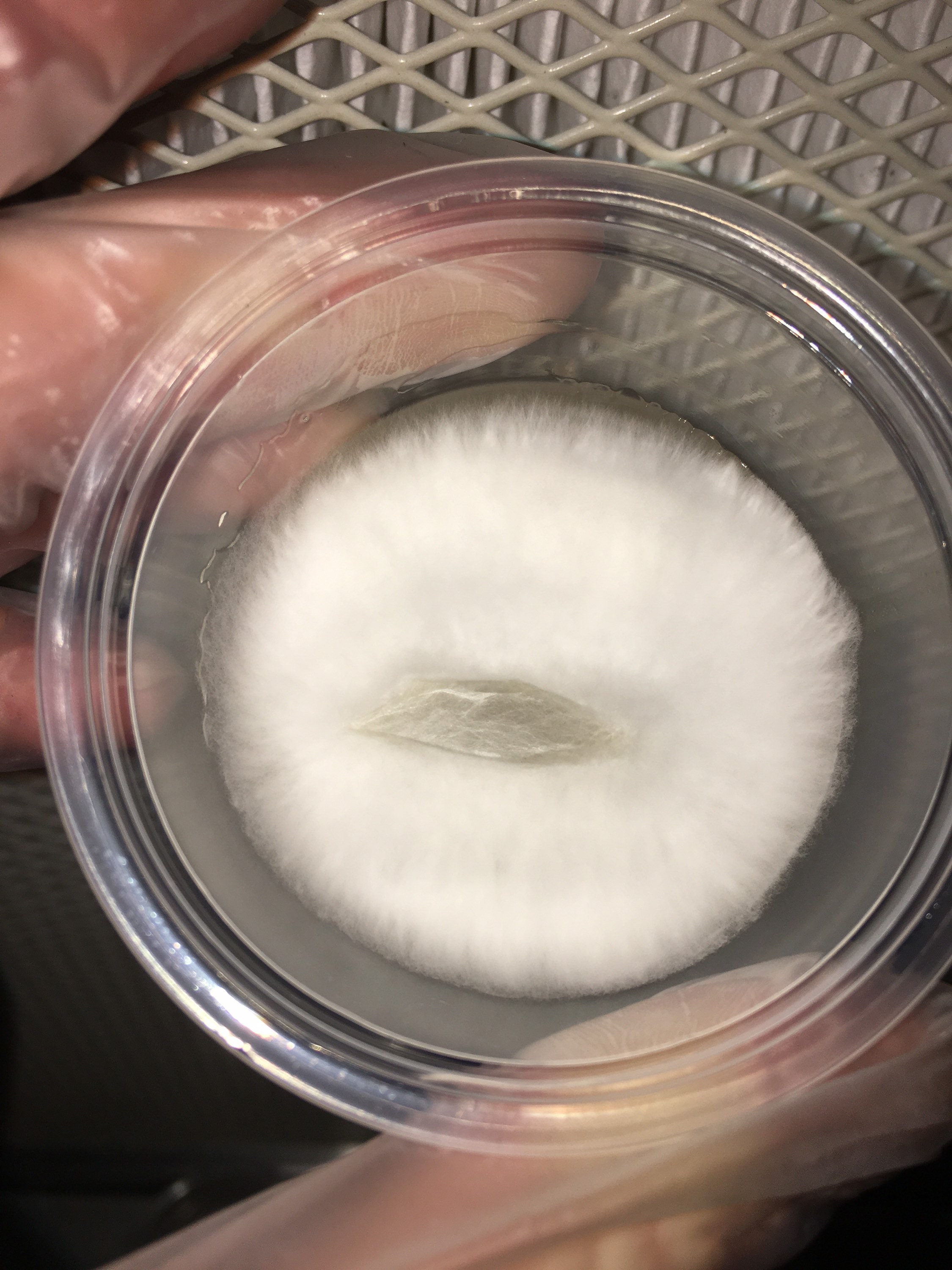 White Mold On Agar