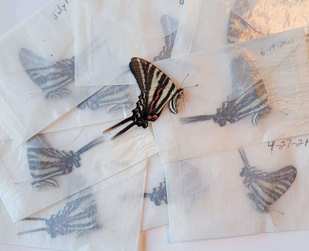 US Zebra Swallowtails - Etsy